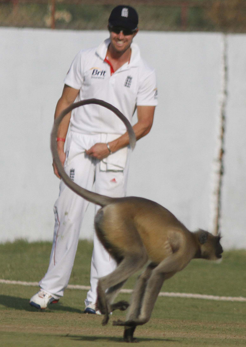 When monkey entered the field during cricket match in Amdavad | DeshGujarat